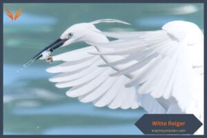 Spirituele betekenis reiger: innerlijke reflectie en geduld