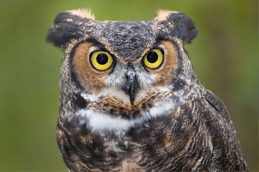 Krachtdier uil voor meer zicht in de duisternis