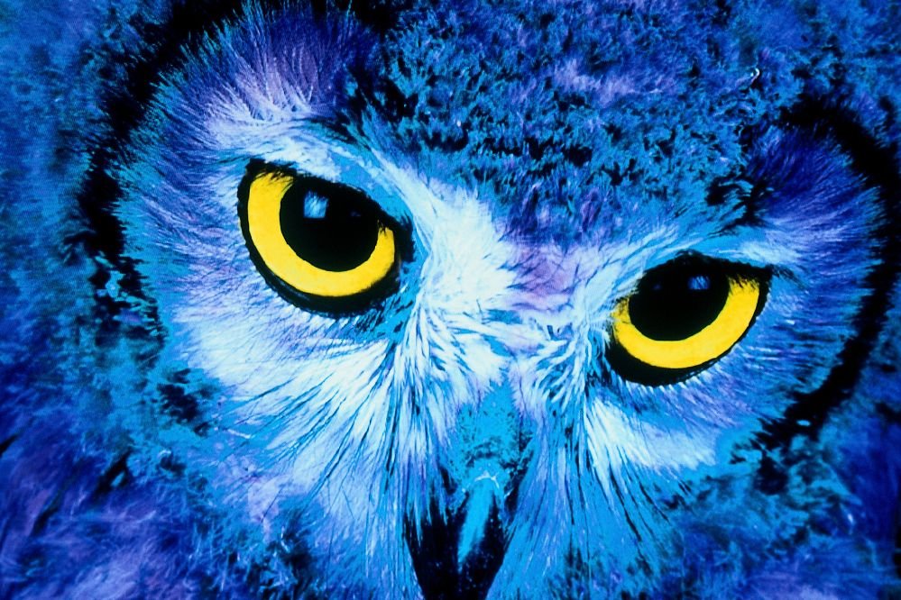 Krachtdier uil voor meer zicht in de duisternis