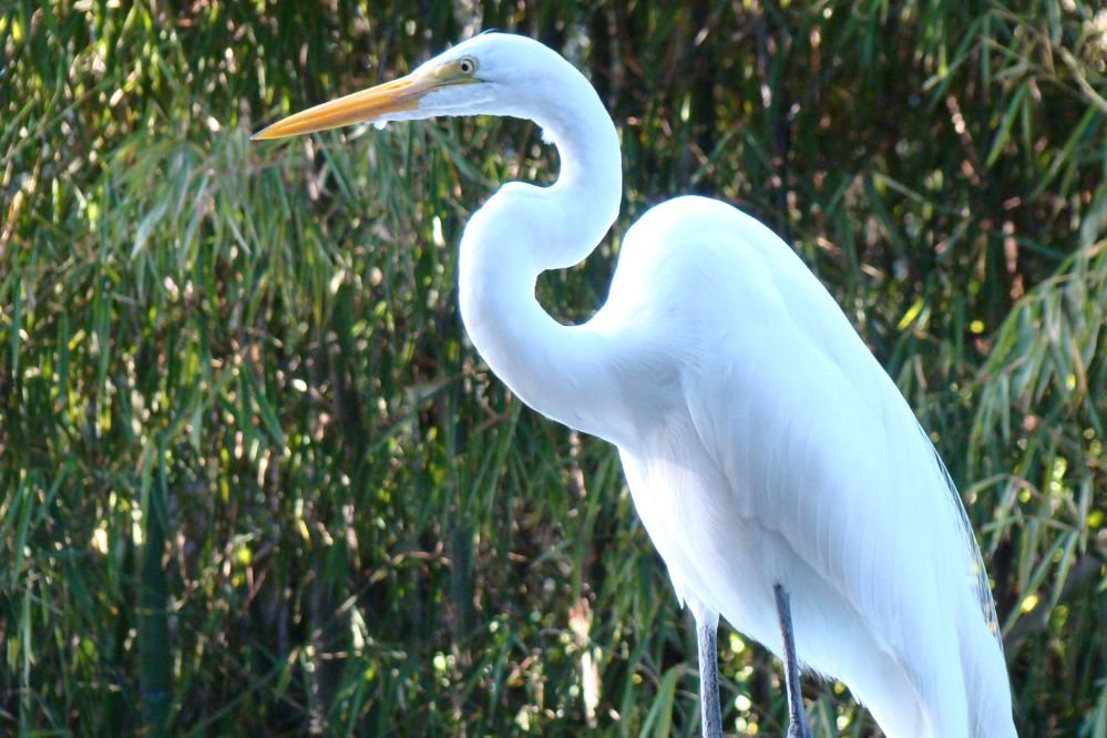 Spirituele betekenis reiger: innerlijke reflectie en geduld