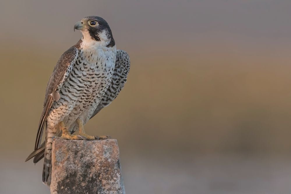 Krachtdier valk: grijp je kans en overwin je beperkingen!