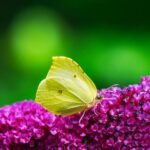 Spirituele betekenis vlinder: symbool van transformatie en levensvreugde