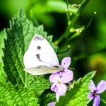 Spirituele betekenis vlinder: symbool van transformatie en levensvreugde