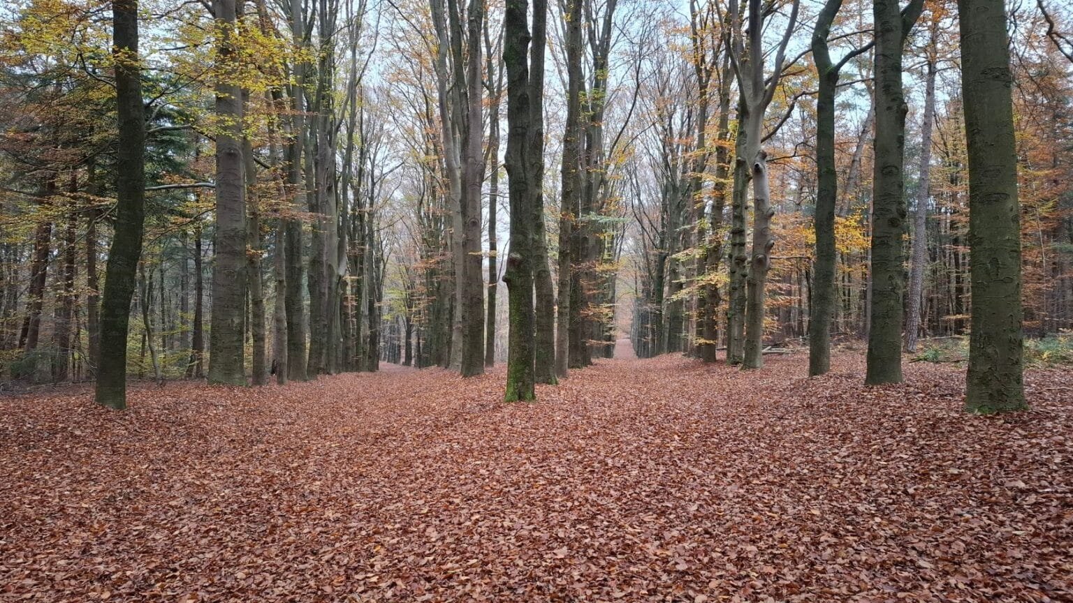 De spirituele betekenis van de beuk: wijsheid, kwetsbaarheid en ...